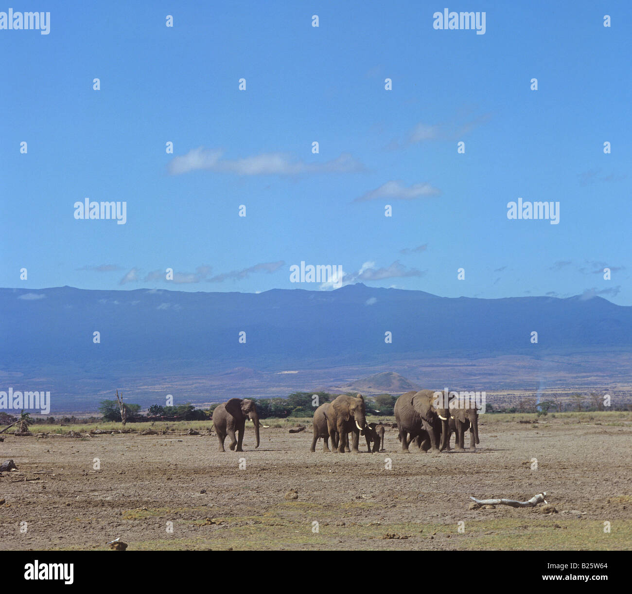 african elephants - group standing Stock Photo - Alamy