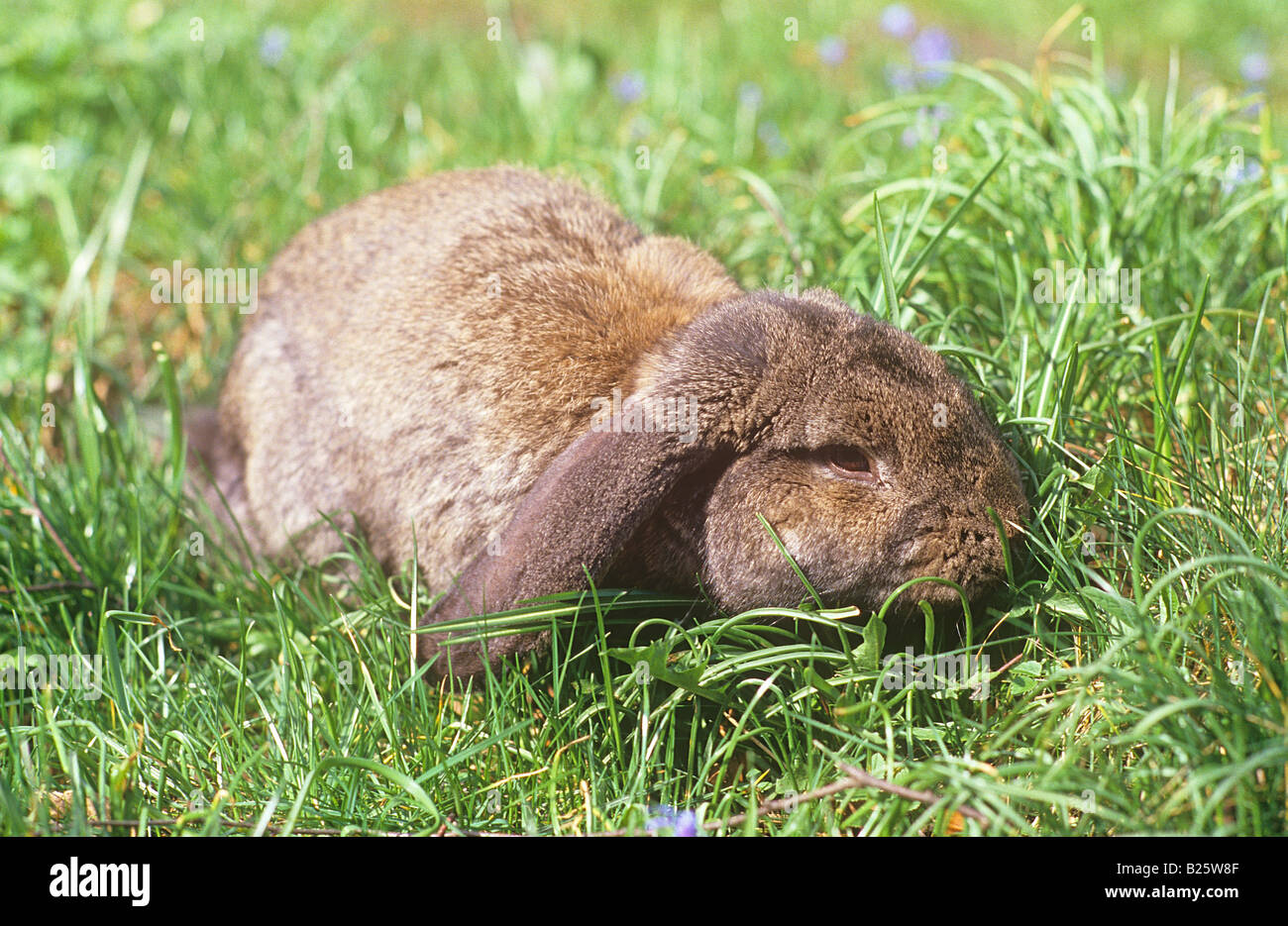 rabbit - sitting on meadow Stock Photo - Alamy