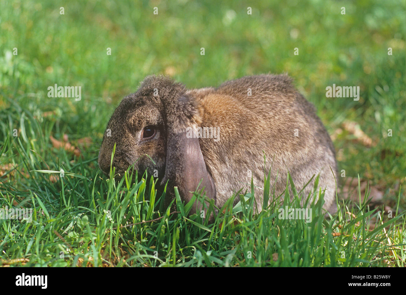 rabbit - sitting on meadow Stock Photo - Alamy