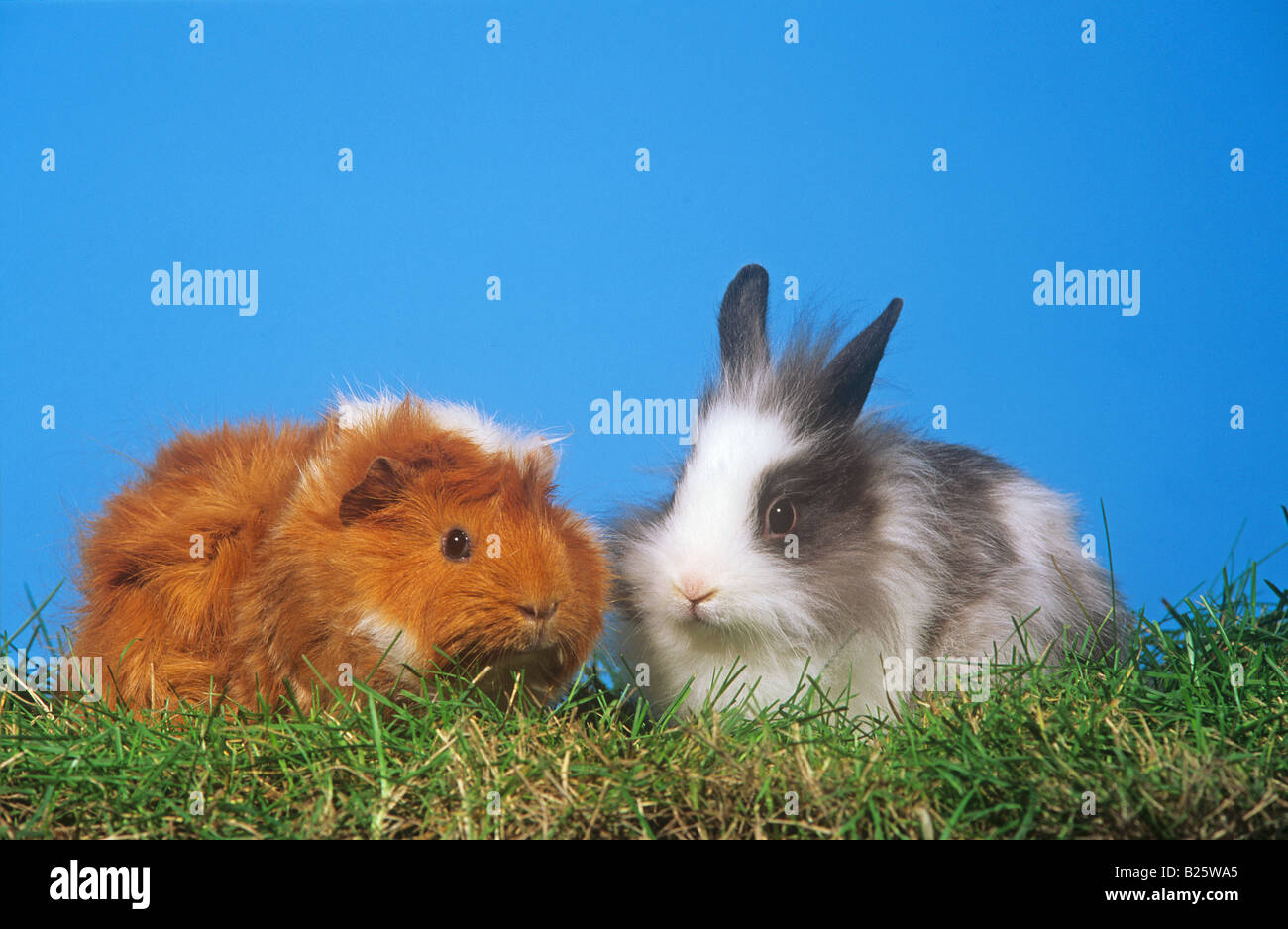 animal friendship: guinea pig and dwarf rabbit Stock Photo - Alamy