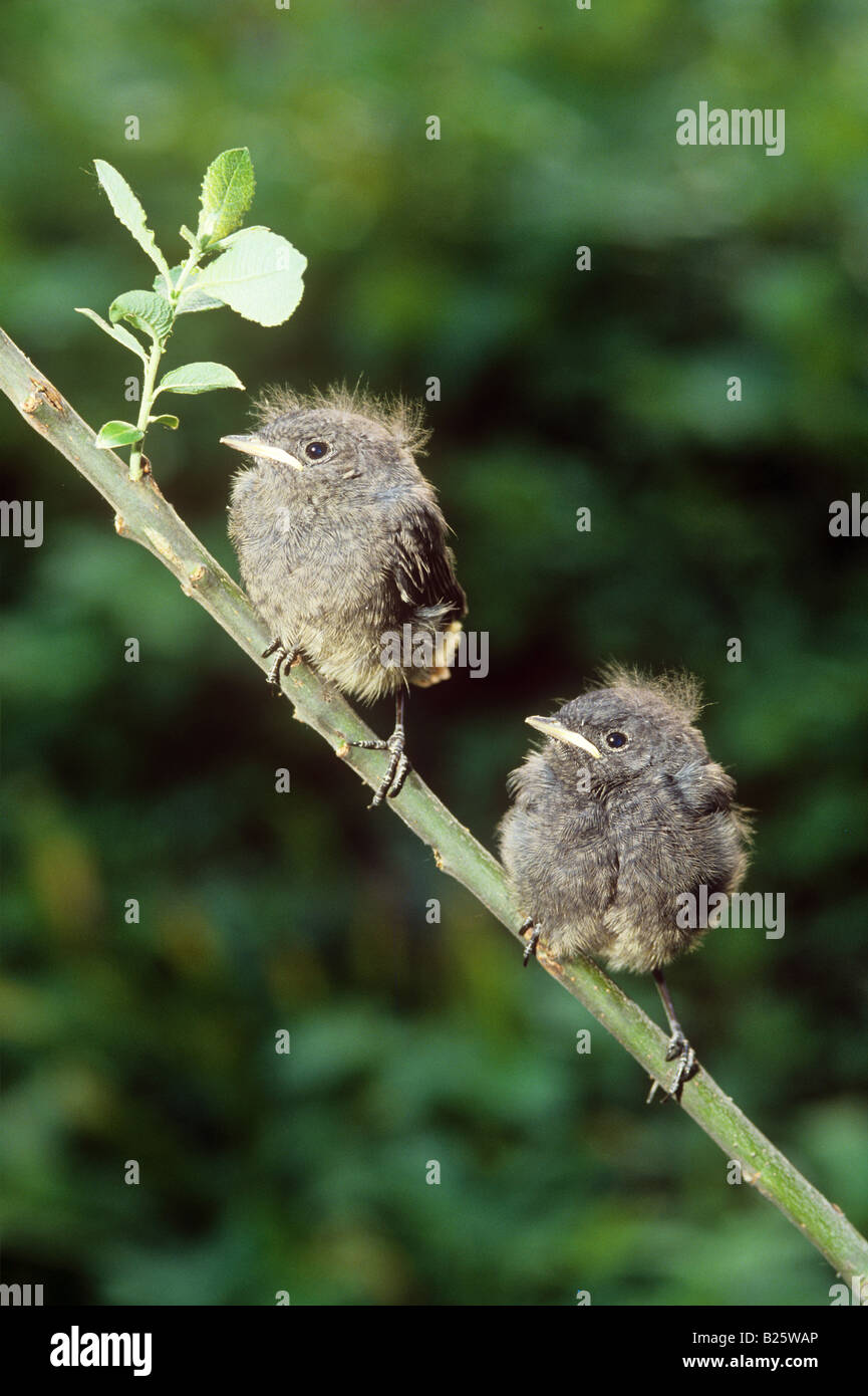 two young house sparrows - sitting on branch Stock Photo - Alamy