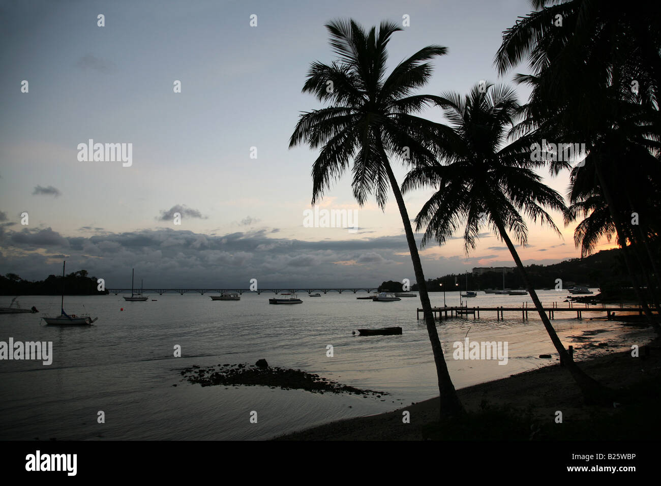 Palm Trees on the seashore at sunset in Santa Barbara de Samana on the ...