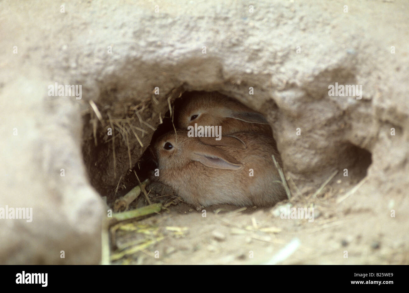 2 rabbits - sitting in burrow / Oryctolagus cuniculus Stock Photo - Alamy