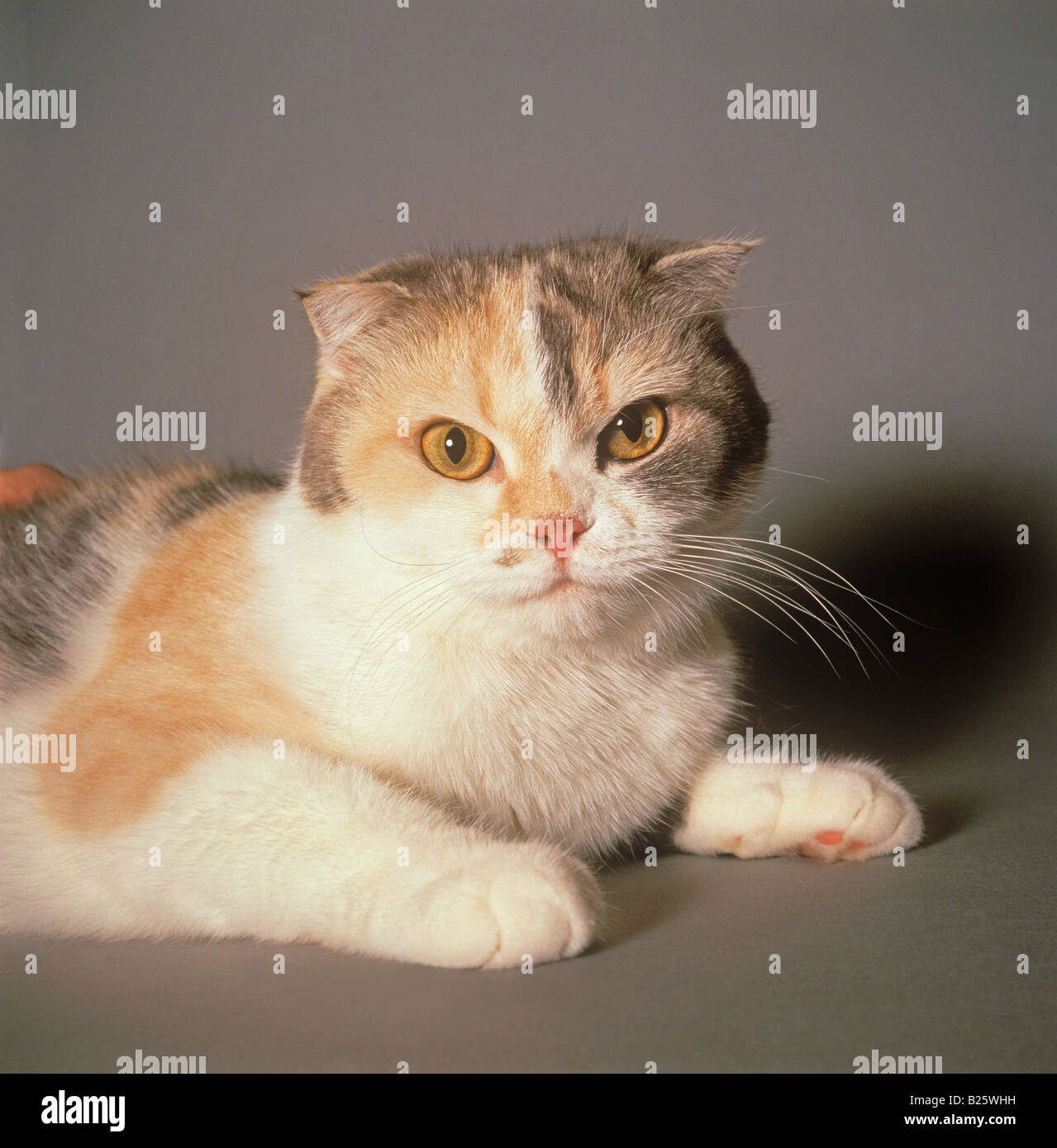 scottish fold - portrait Stock Photo - Alamy