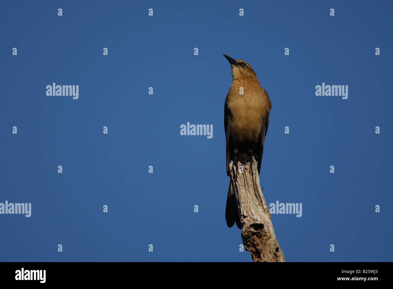 Female common grackle hi-res stock photography and images - Alamy