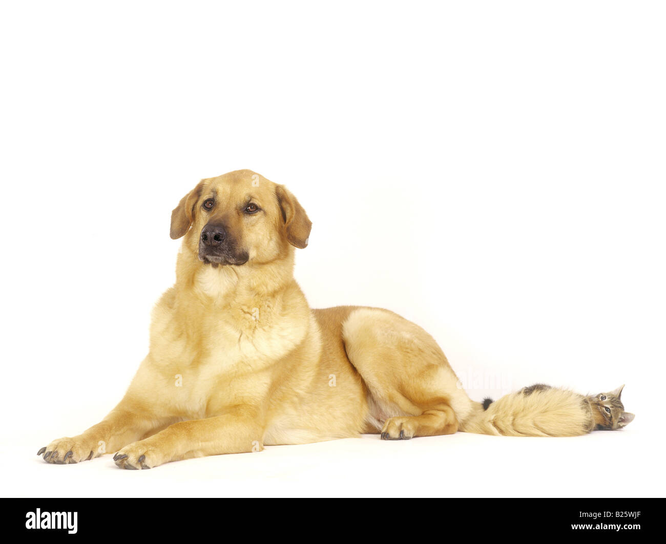 Cat biting tail Cut Out Stock Images & Pictures - Alamy