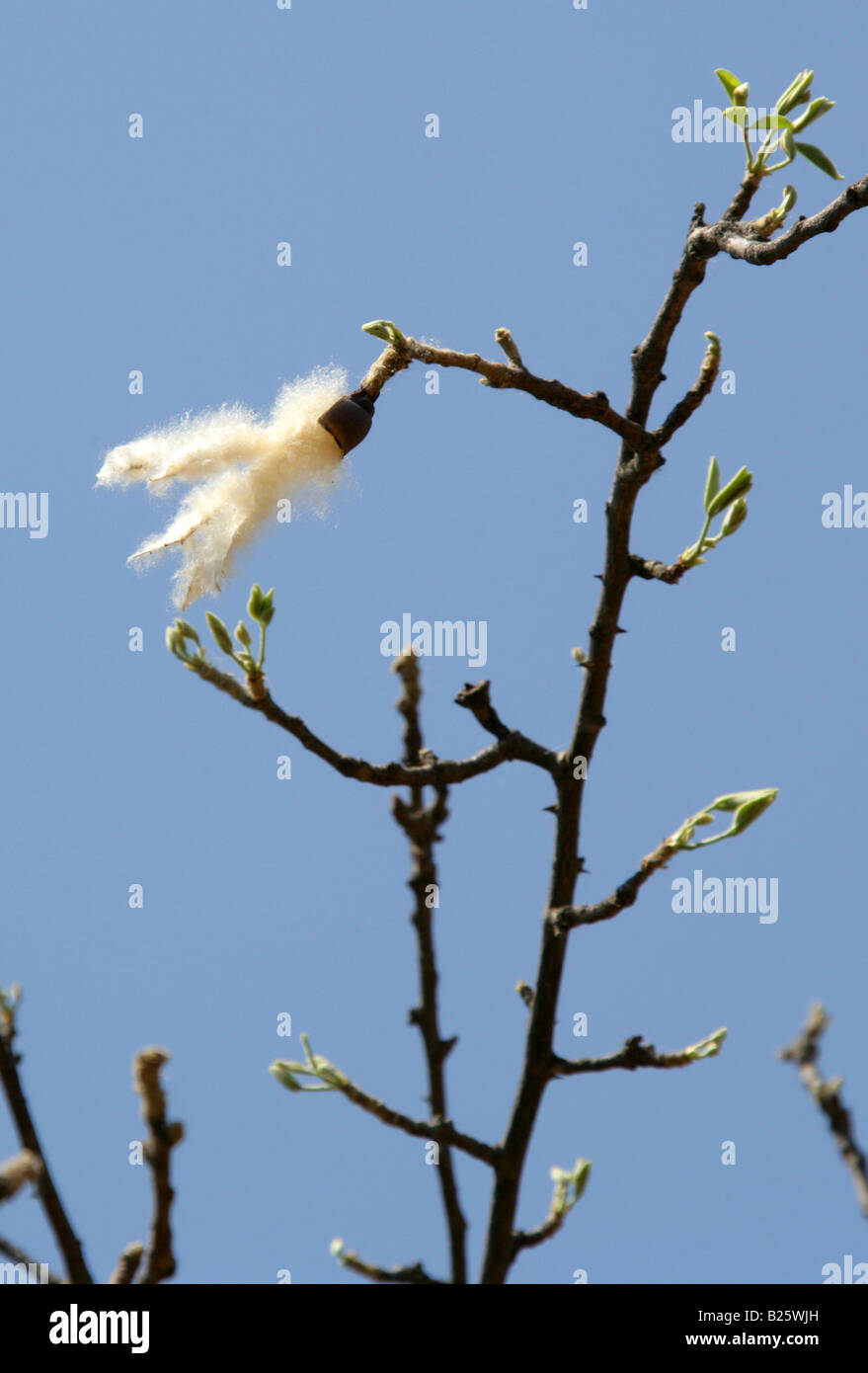 Cotton tree hi-res stock photography and images - Alamy