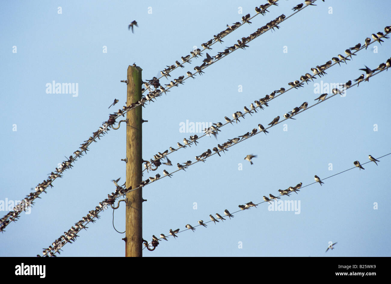 Telegraph cables hi-res stock photography and images - Alamy