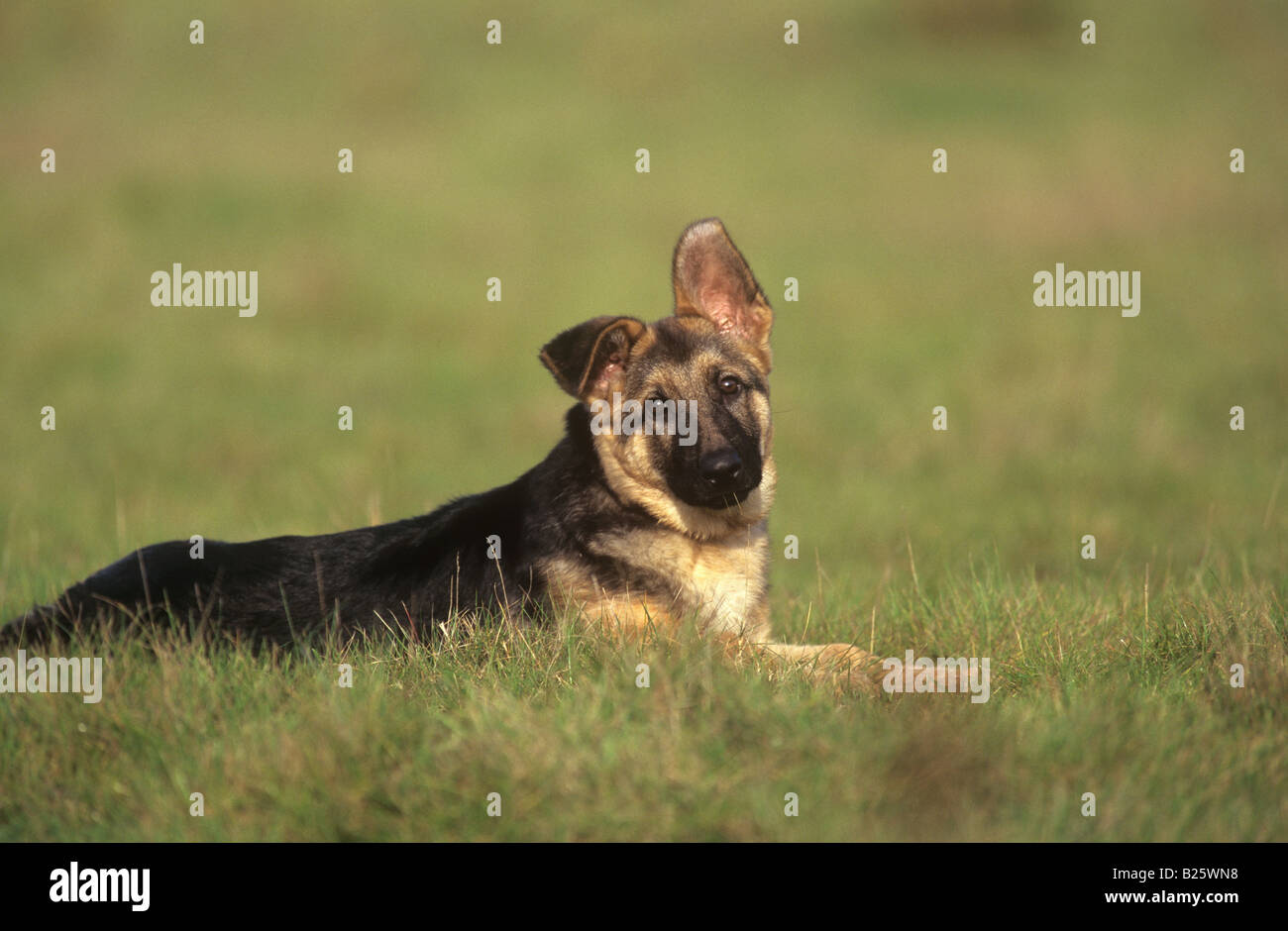 german sheperd dog whelp - lying on meadow Stock Photo - Alamy