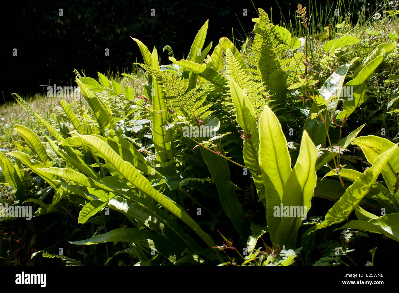 Hart's tongue - Phyllitis scolopendrium Stock Photo - Alamy