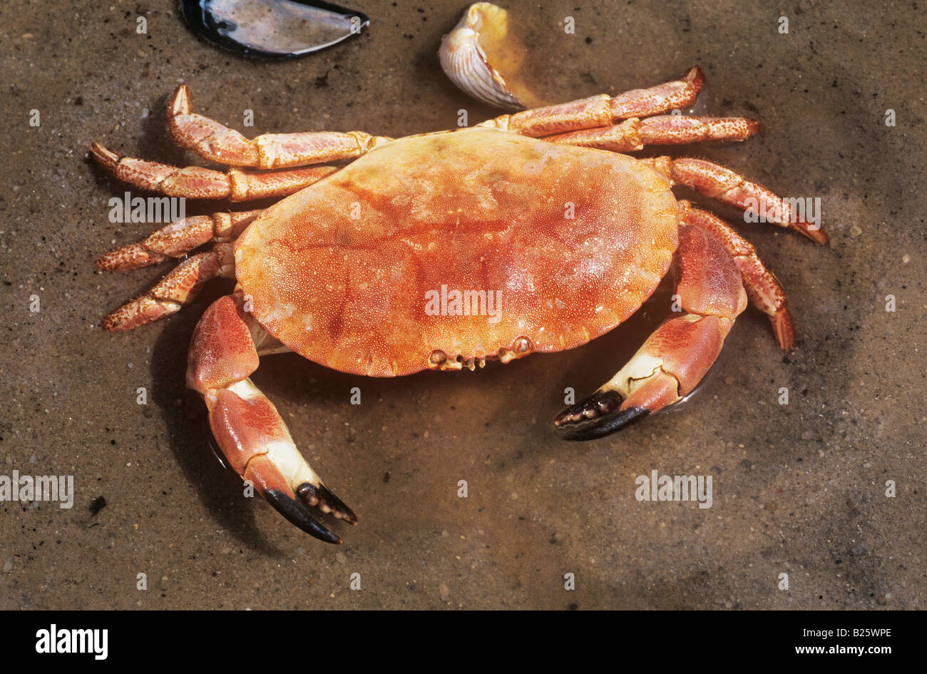 edible crab - on sand / Cancer pagurus Stock Photo - Alamy