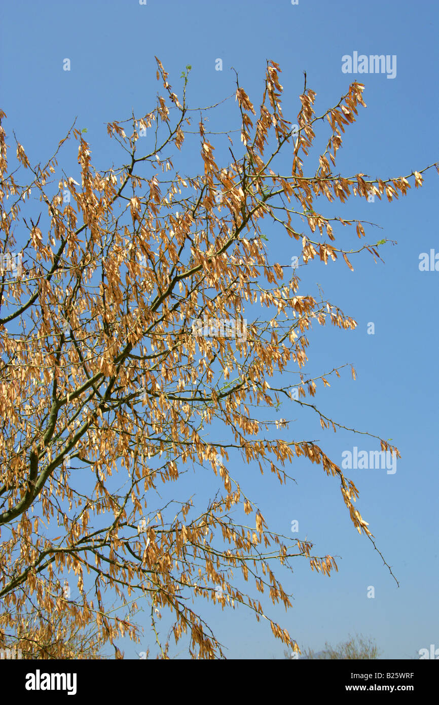 Acacia Tree Seed Pods High Resolution Stock Photography and Images - Alamy