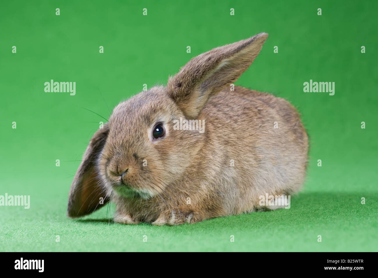 brown bunny isolated on green background Stock Photo - Alamy