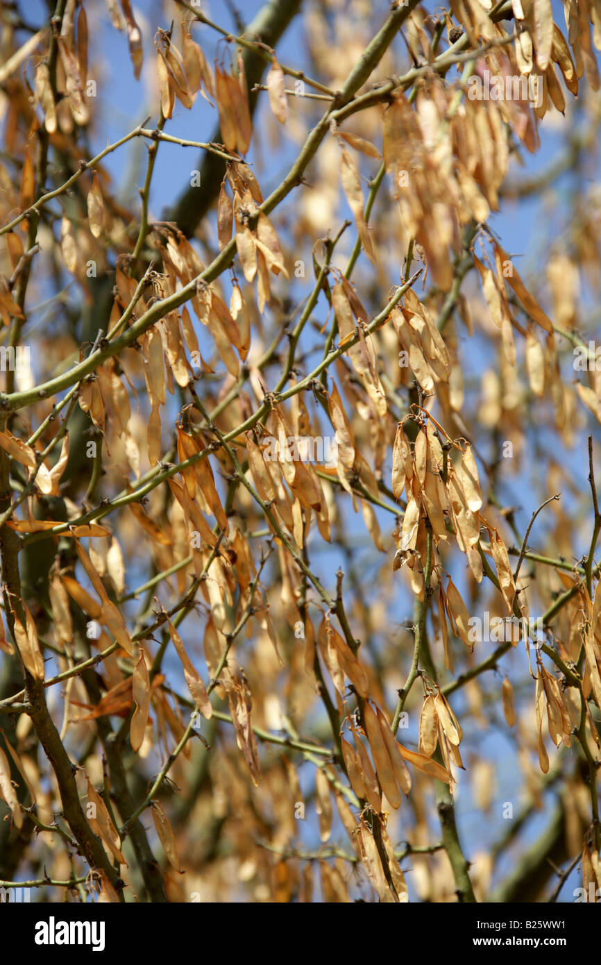 Acacia pods hi-res stock photography and images - Alamy