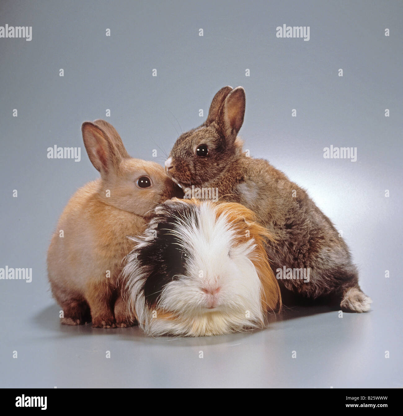 Two Dwarf Rabbits Guinea Pig High Resolution Stock Photography and ...