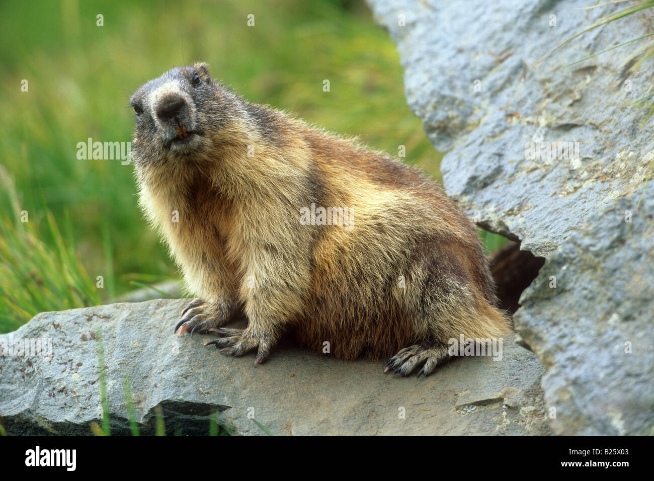 alpine marmot - sitting on stone / marmota Stock Photo - Alamy