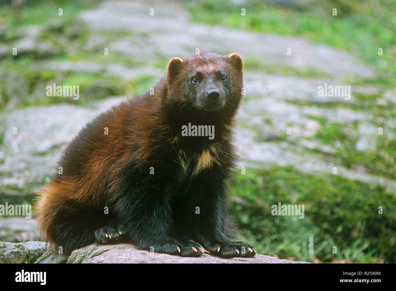 wolverine - sitting on rock / gulo gulo Stock Photo - Alamy