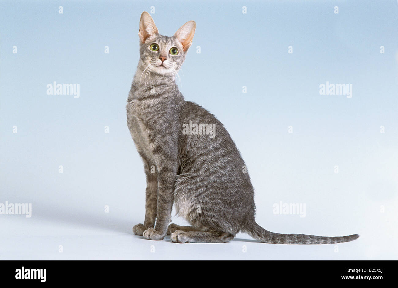 Oriental shorthair cat hi-res stock photography and images - Alamy