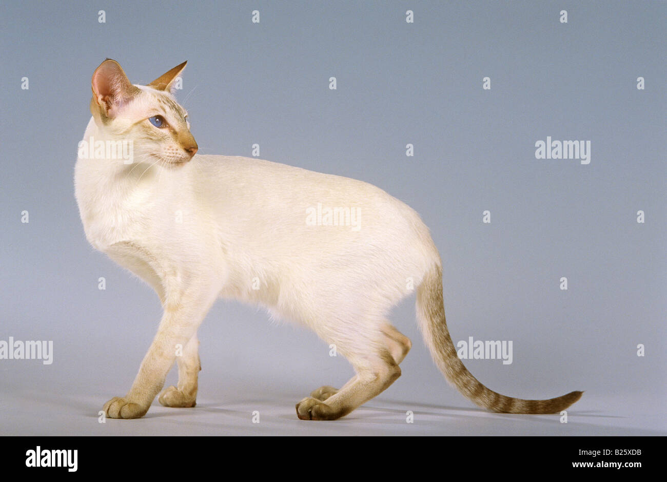 siamese cat - standing Stock Photo - Alamy