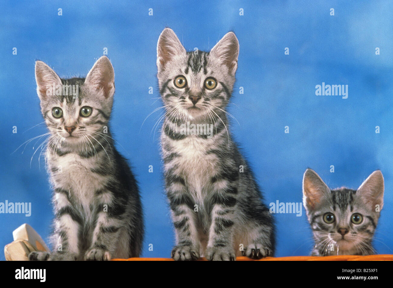 three domestic kitten Stock Photo - Alamy