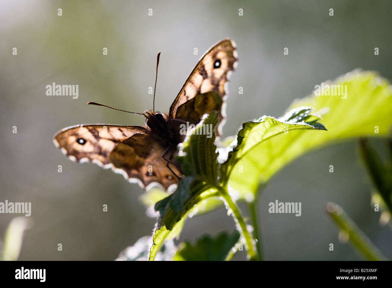 Wood butterflies hi-res stock photography and images - Alamy