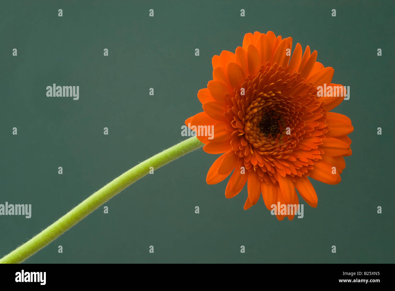 Red gerbera cultivation hi-res stock photography and images - Alamy