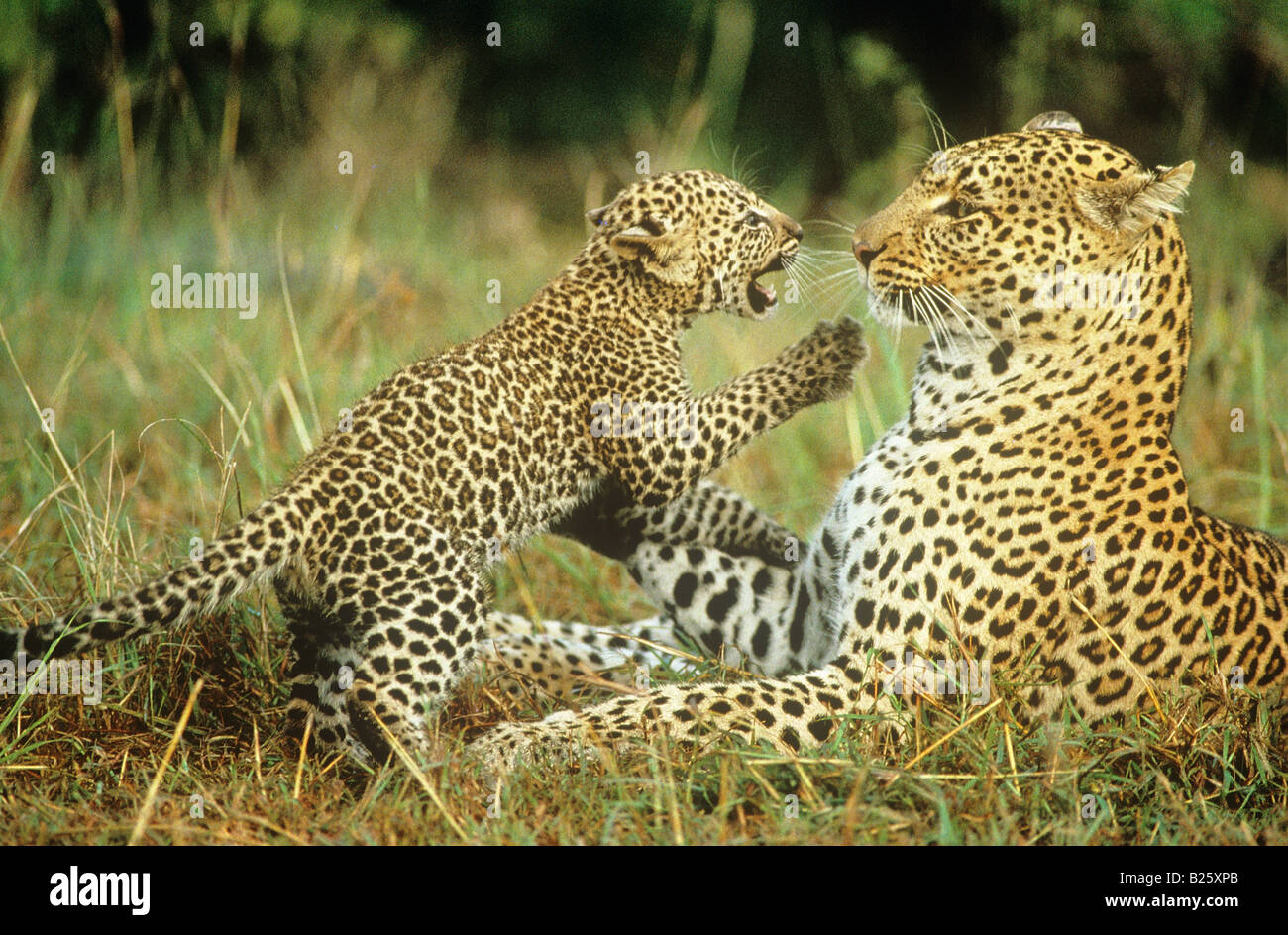 leopard with cub / Panthera pardus Stock Photo - Alamy