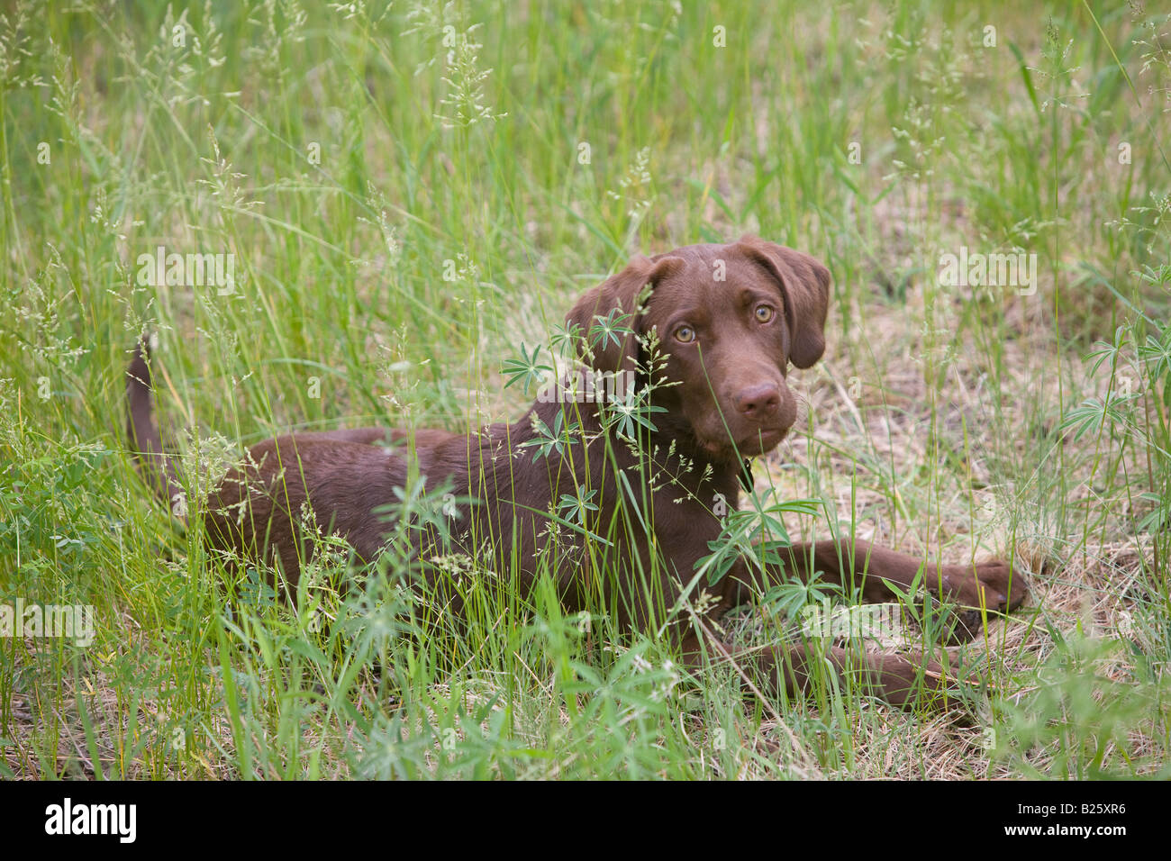 Chocolate Labrador Retriever purebred puppy Stock Photo - Alamy