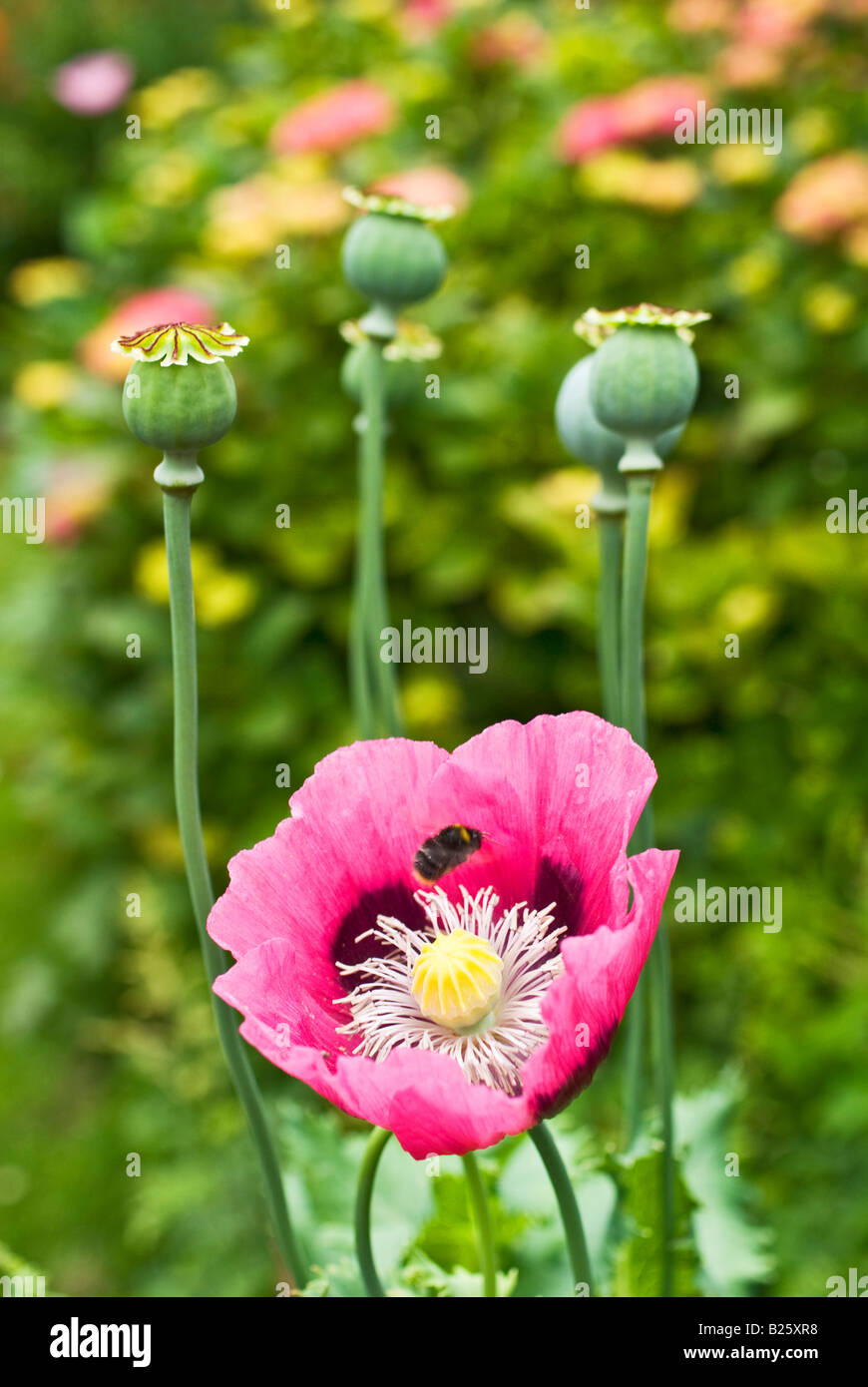 Papaver orientale in flower and seed head in a French garden with bee ...