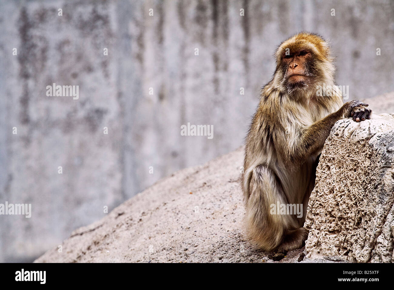 pictures of the wild animals Stock Photo - Alamy