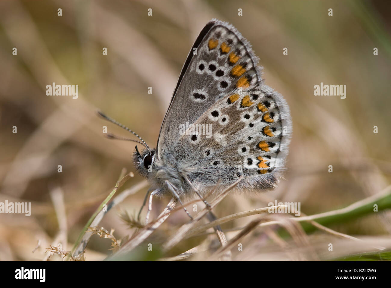 Brown Argus - Plebeius agestis Stock Photo - Alamy