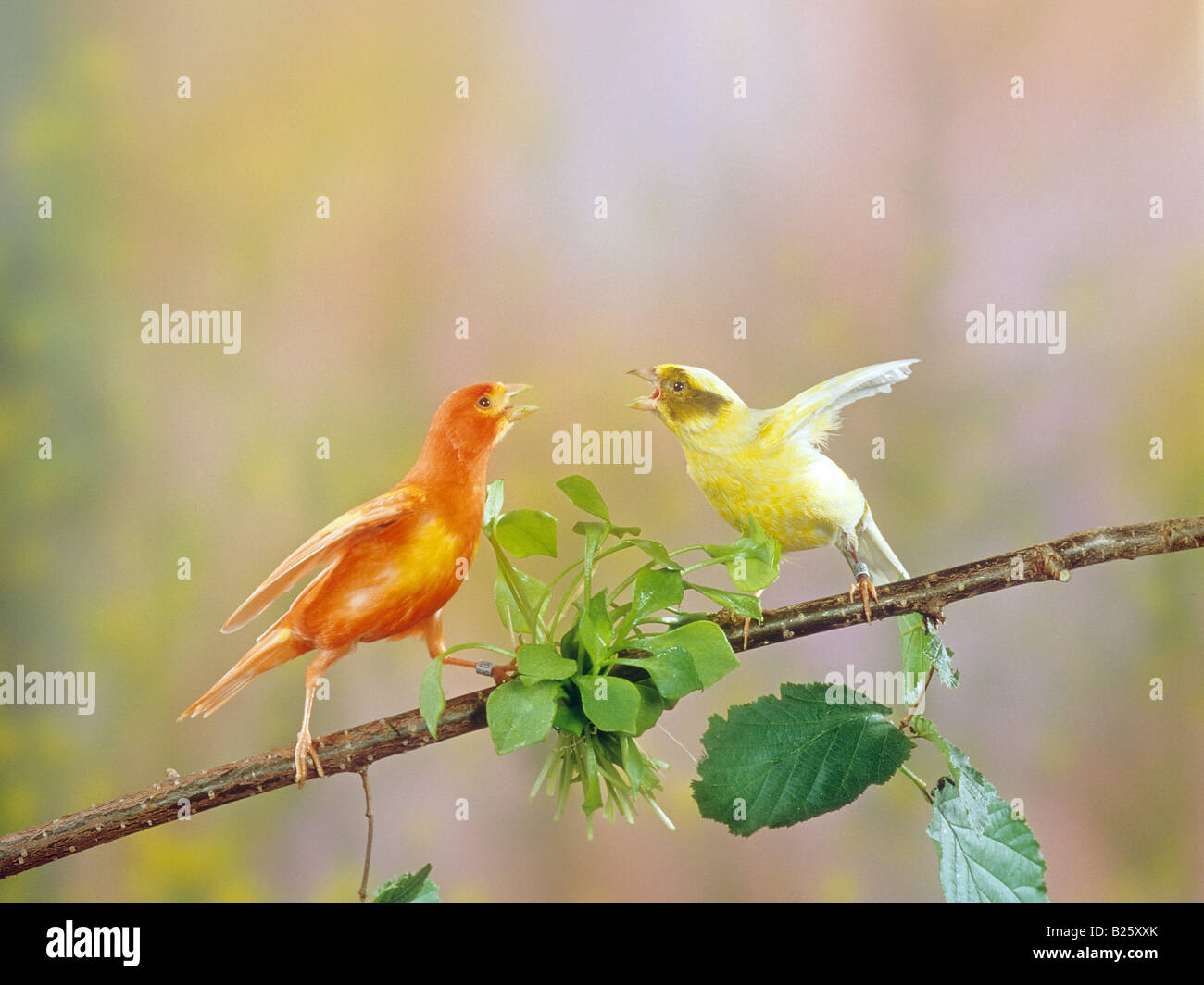 Domestic canary. Two birds of different colour fighting on a twig ...