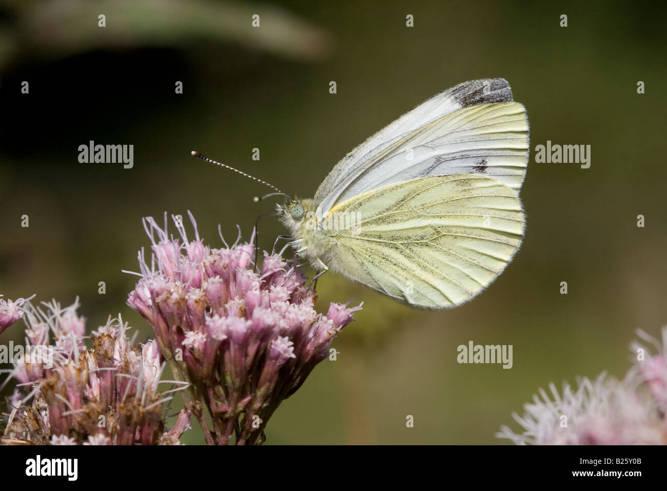 Butterflies butterfly papilionoidea pieridae butterflies hi-res stock ...