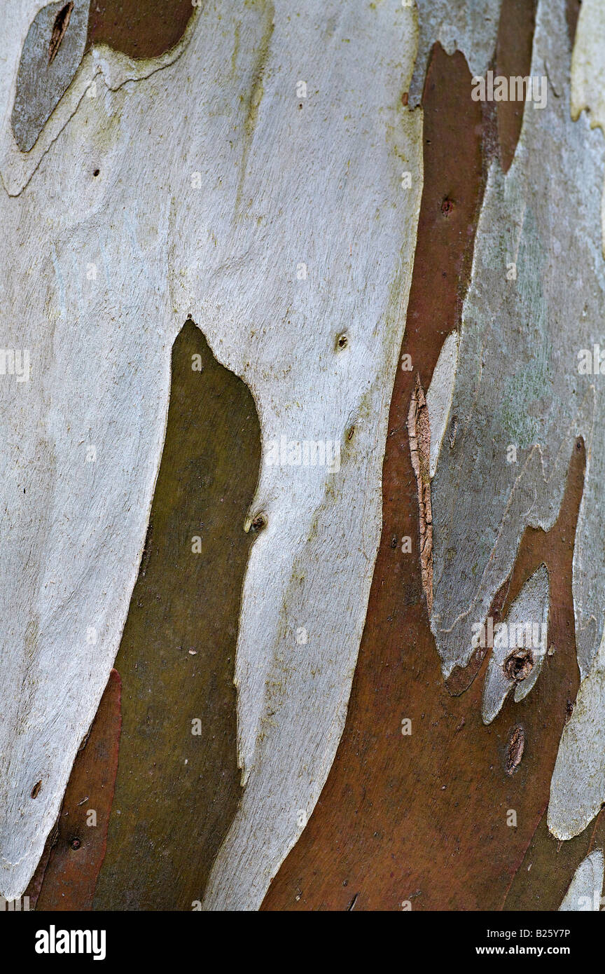 Snow gum hi-res stock photography and images - Alamy