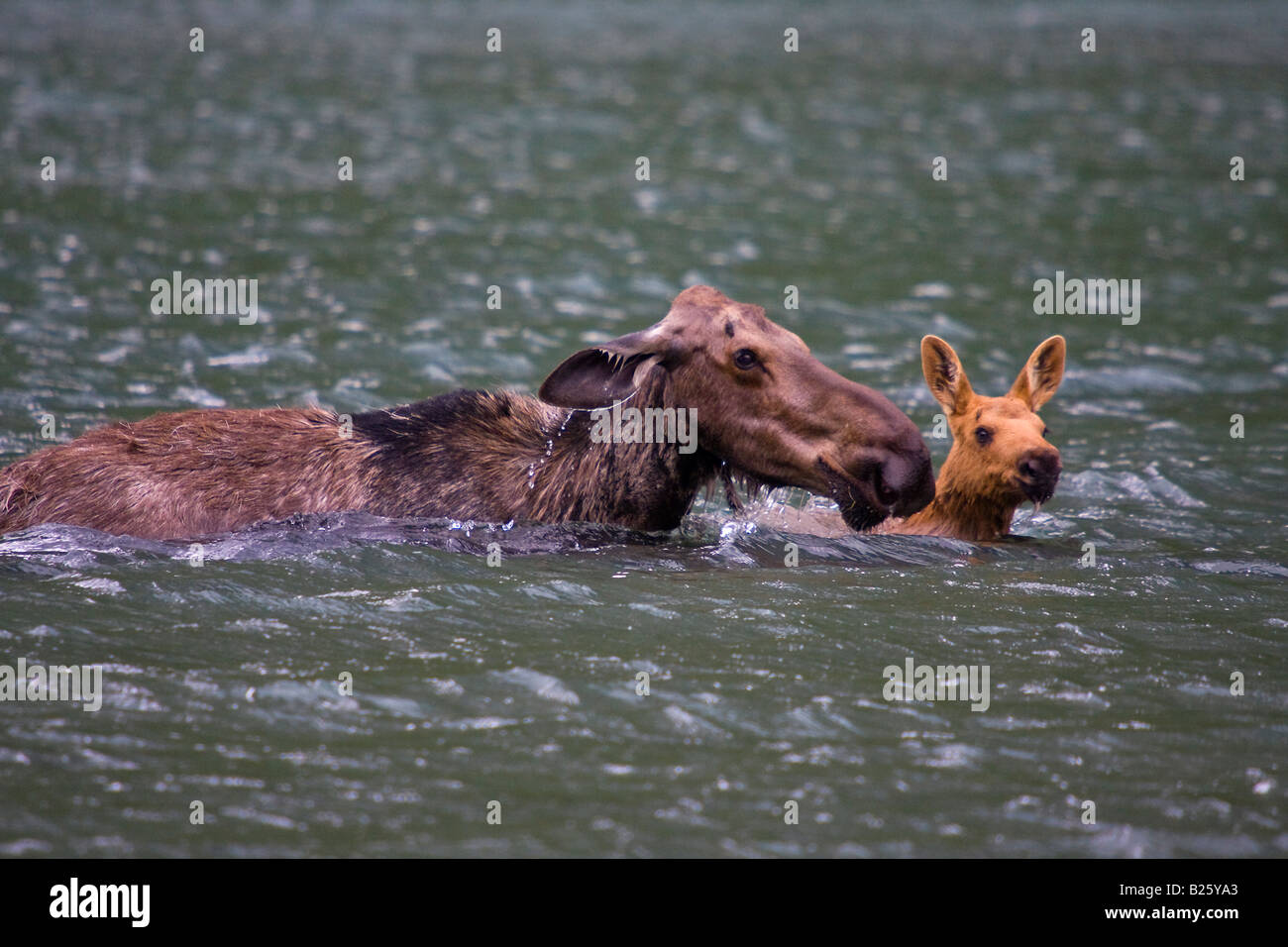 Moose swimming hi-res stock photography and images - Alamy