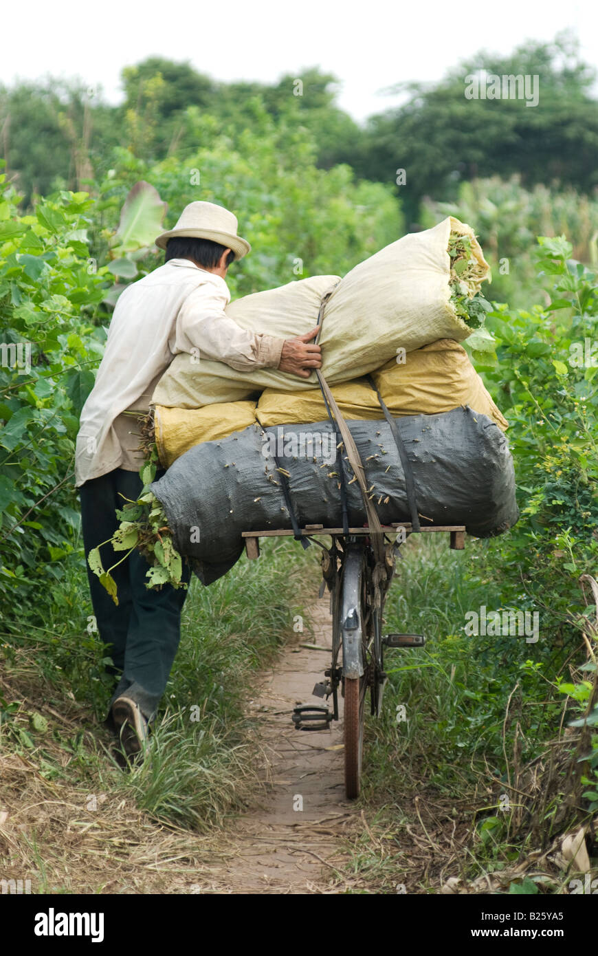 Vietnamese farmer walking with his heavily loaded bicycle Stock Photo ...