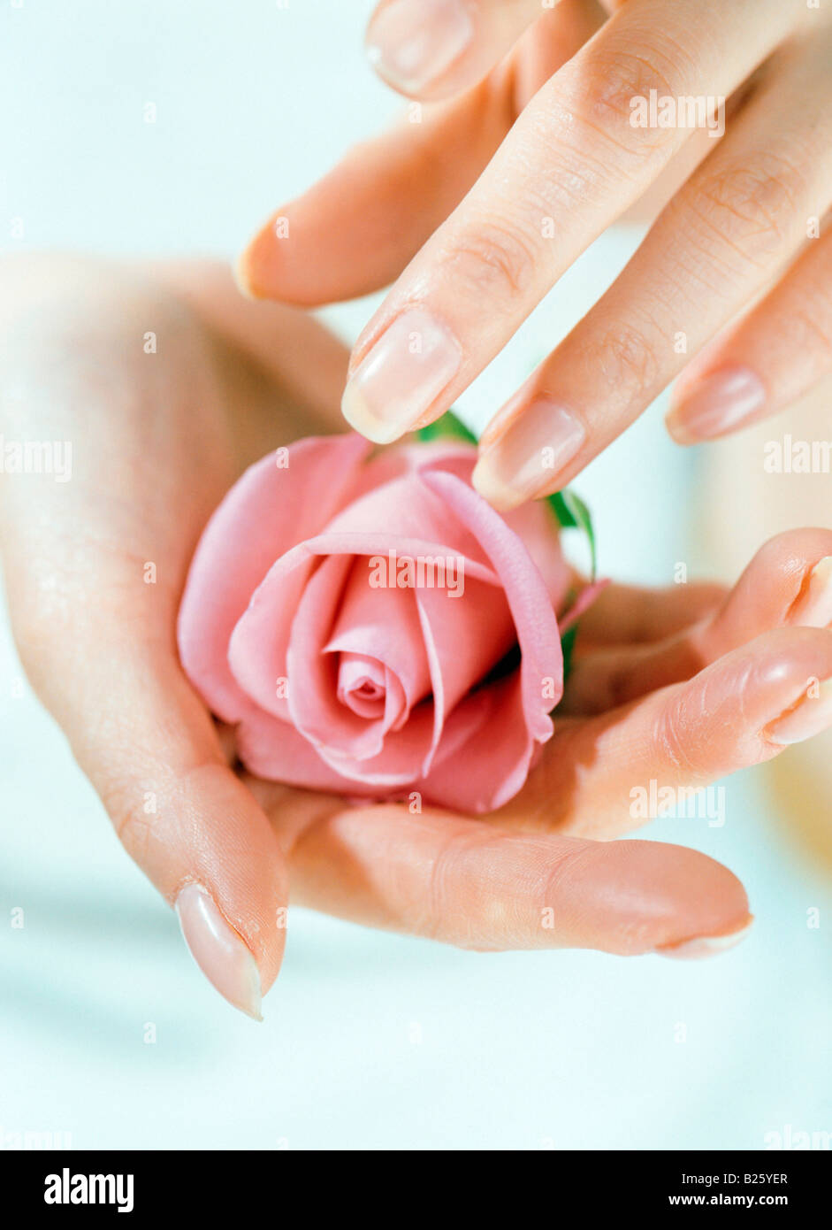 Hand and rose Stock Photo - Alamy