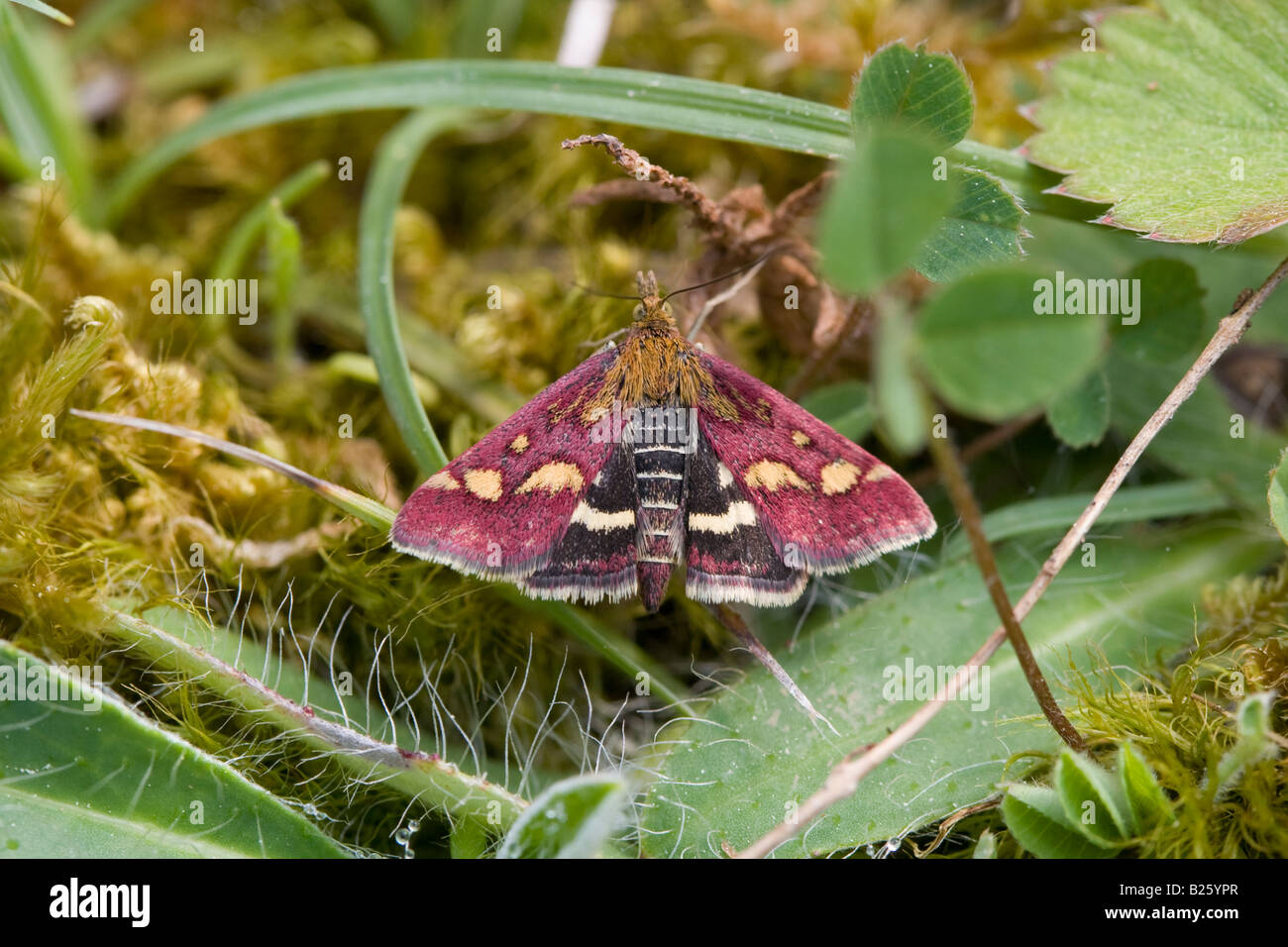 Pyralidae hi-res stock photography and images - Alamy