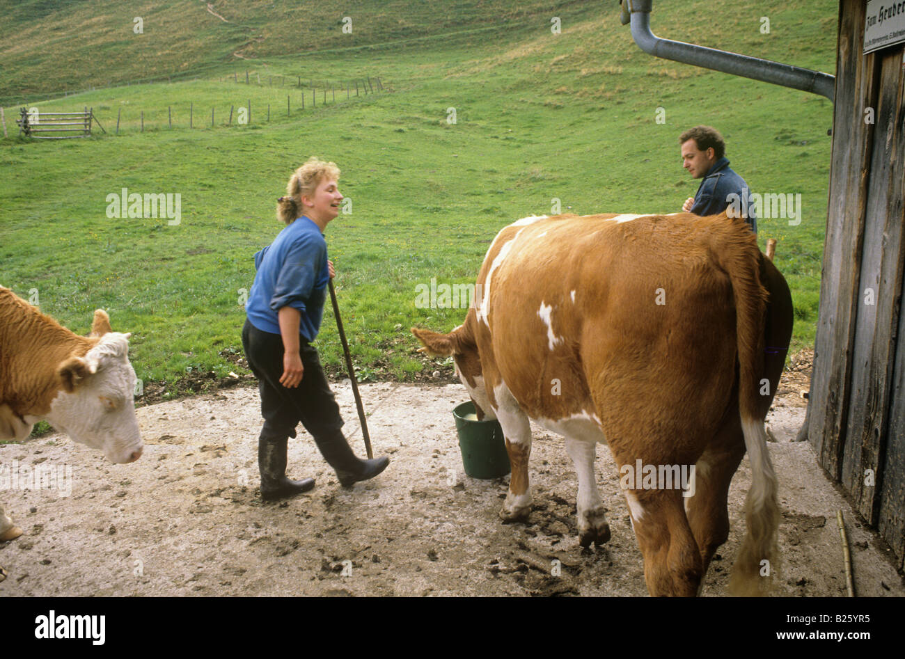 two cows with farmers Stock Photo - Alamy