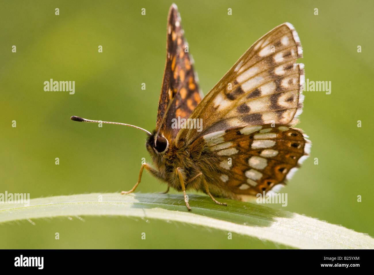 Duke of Burgundy - Hamearis lucina Stock Photo - Alamy