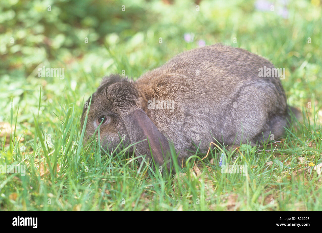 rabbit - sitting on meadow Stock Photo - Alamy