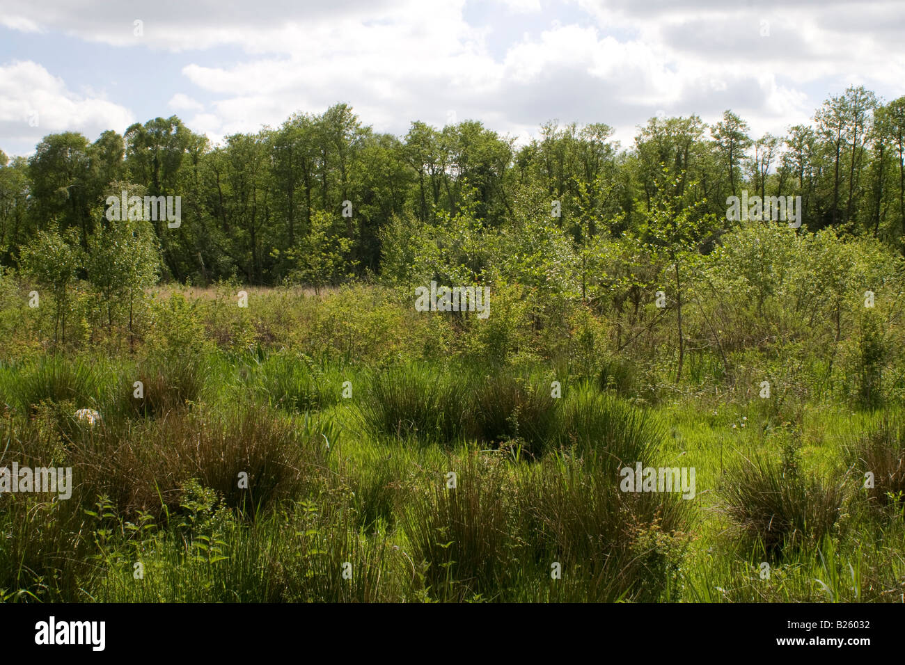 Birch Scrub, Somerset Levels, UK Stock Photo - Alamy
