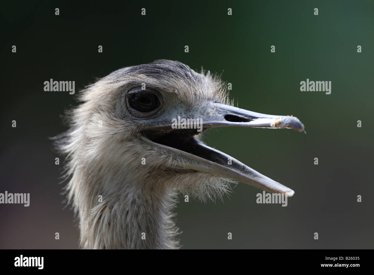 rhea with beak open Stock Photo - Alamy