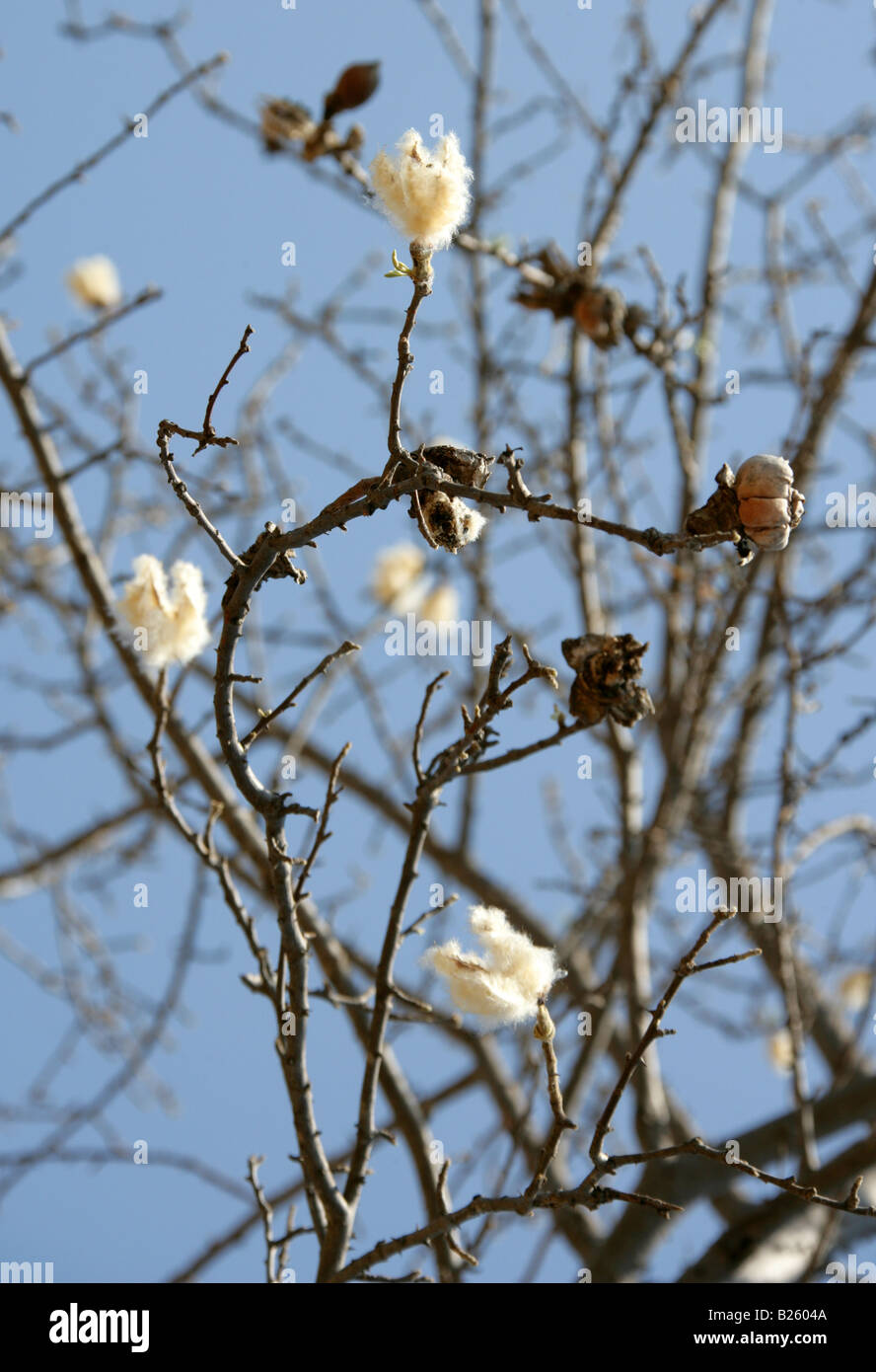Cotton tree hi-res stock photography and images - Alamy