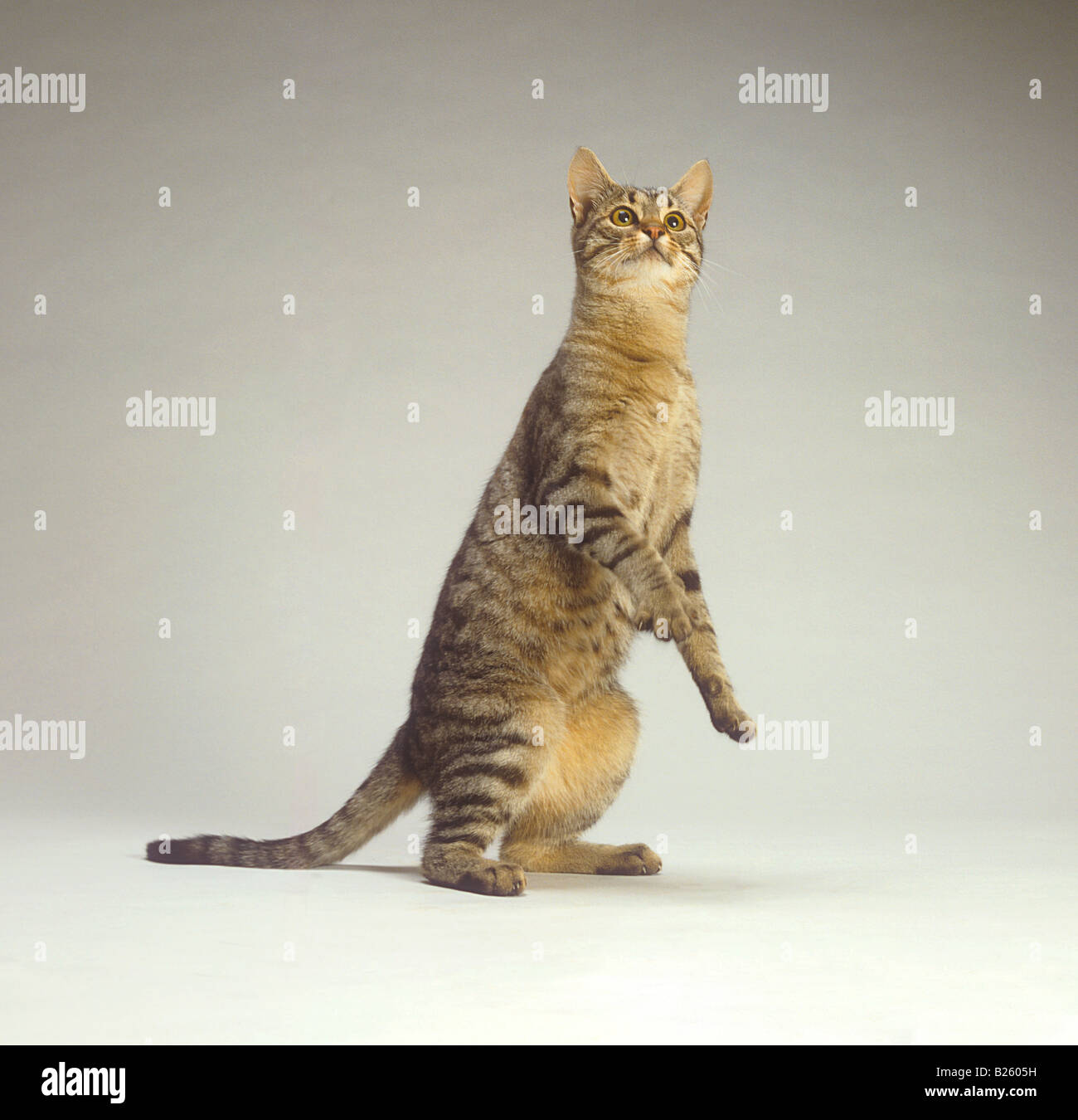 Stand on hind paws hi-res stock photography and images - Alamy