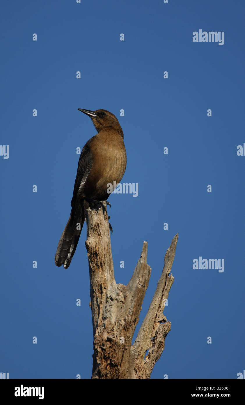 Female common grackle hi-res stock photography and images - Alamy