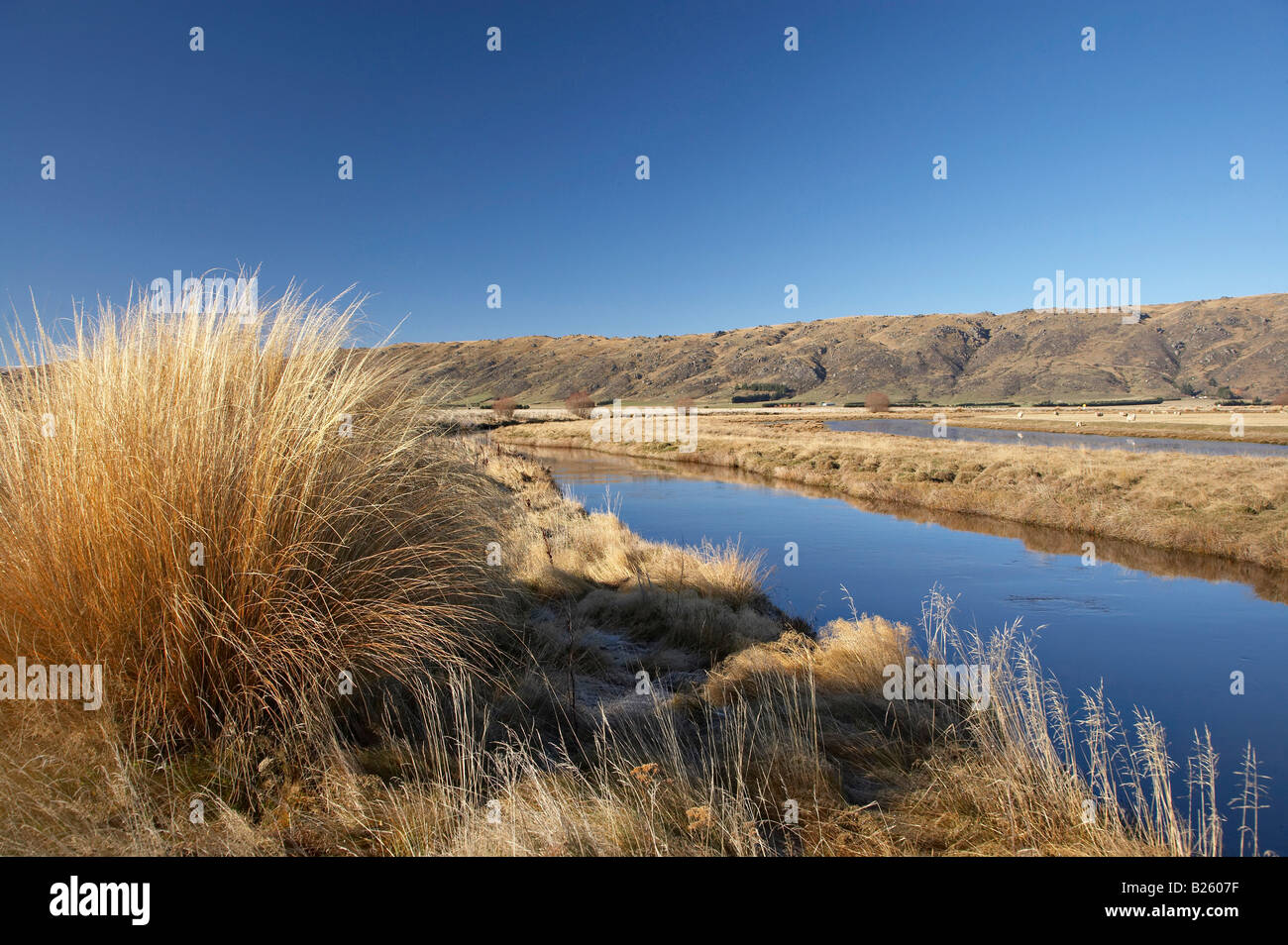 Tussock Taieri River Taieri Scroll Plain and Lammermoor Ranges Central ...