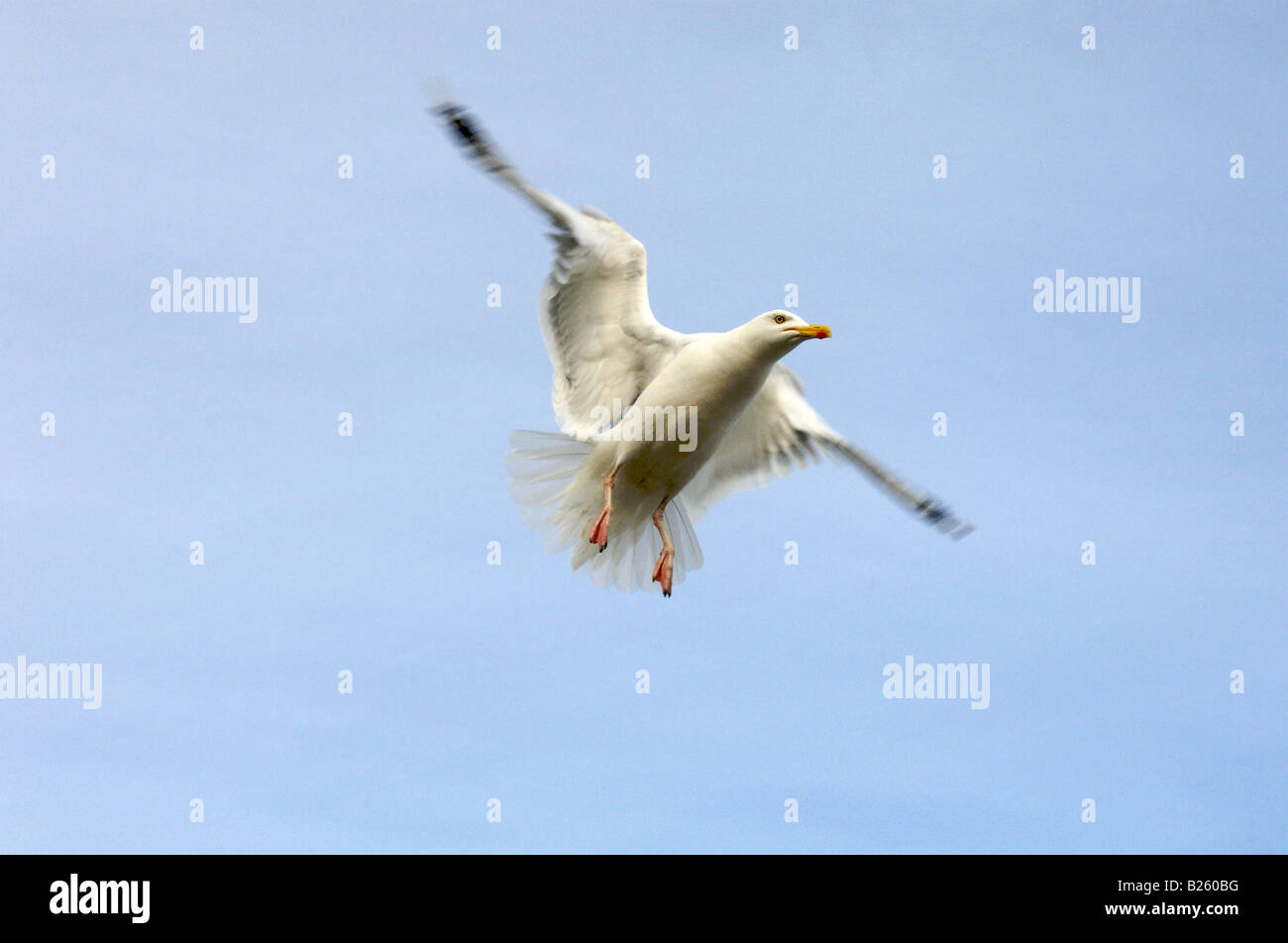 A Seagull in full flight Stock Photo - Alamy