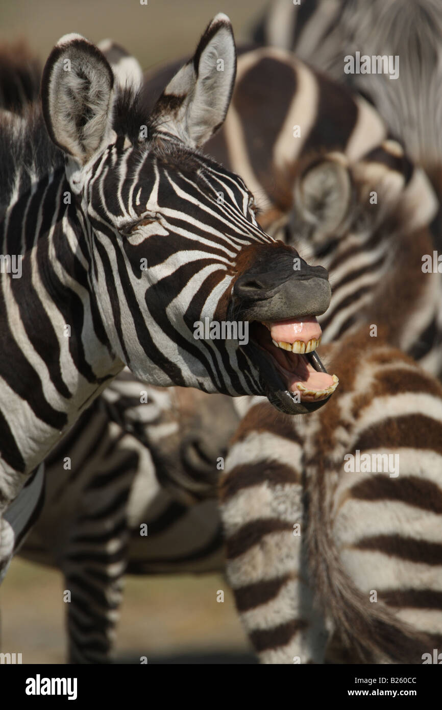 zebra, watching teeth Stock Photo - Alamy