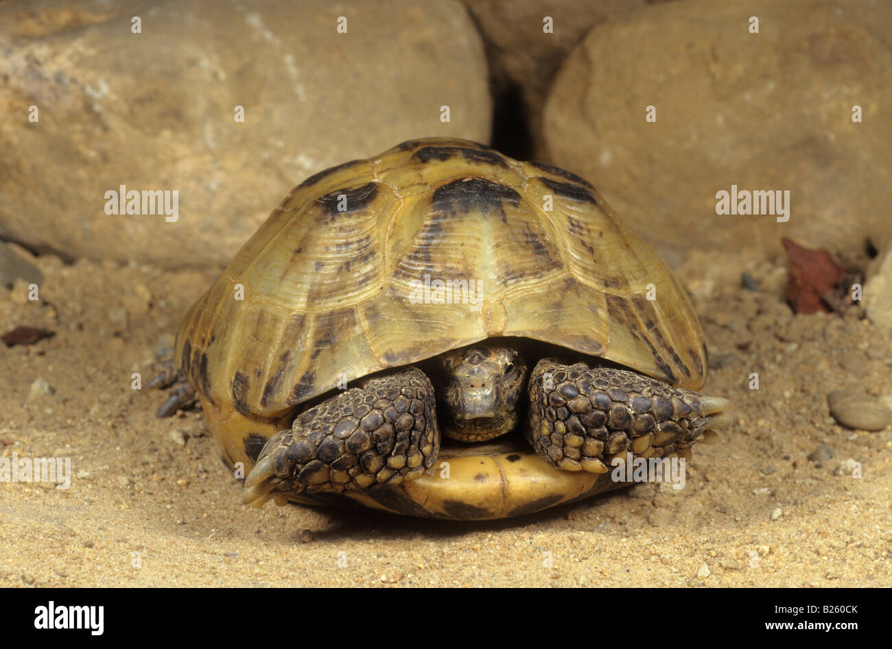 Russian Tortoise (Testudo horsfieldii) retreating into its shell Stock ...